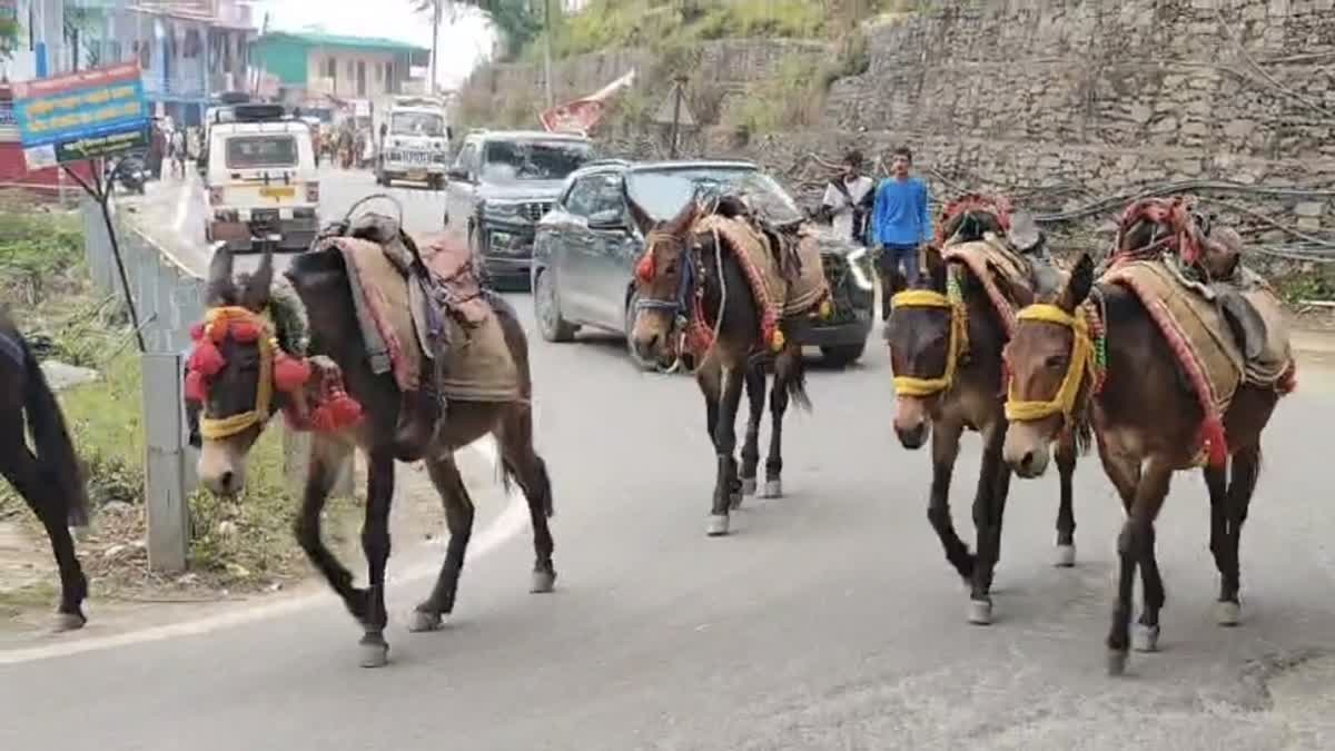 चारधाम यात्रा से पहले बड़ी टेंशन! घोड़े-खच्चरों में ग्लैंडर्स संक्रमण ...