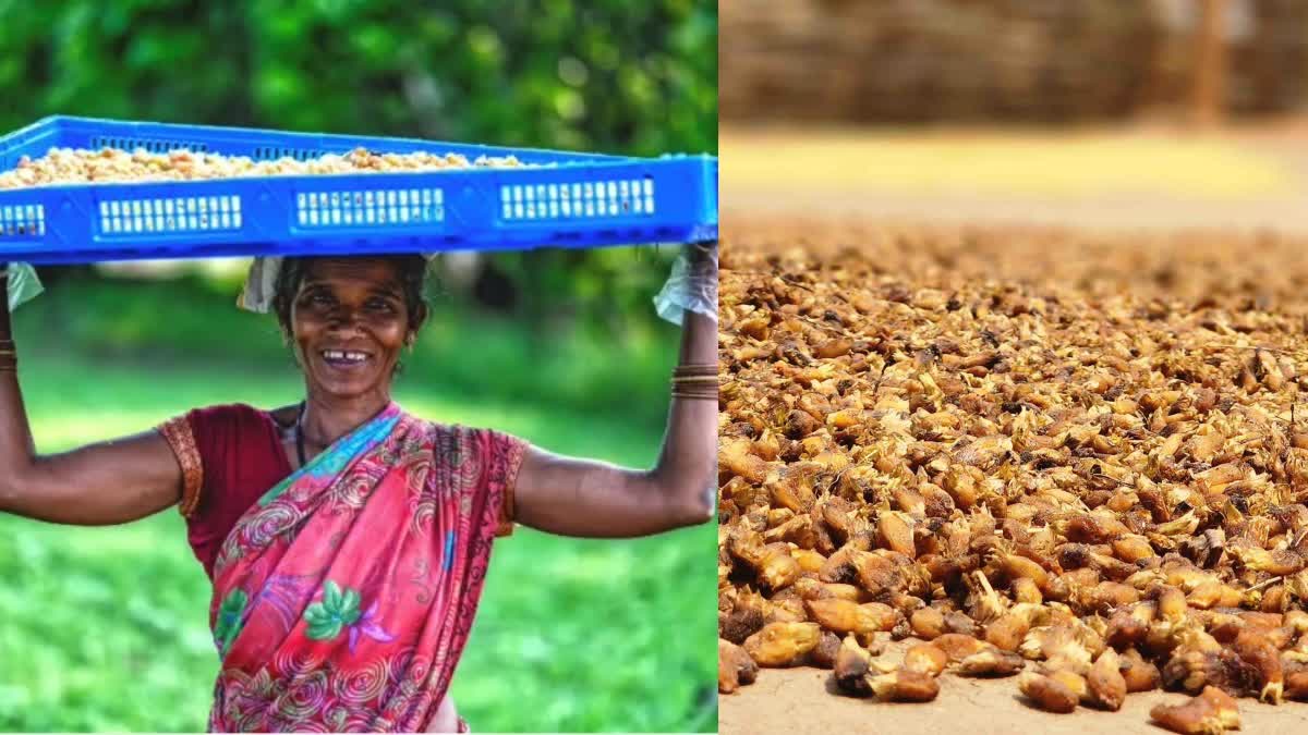 ఇప్ప పువ్వుతో జనరిక్ 'టీ'- ఆరోగ్య ప్రయోజనాలు ఎన్నో- పంచభూతాల ఫ్లేవర్స్