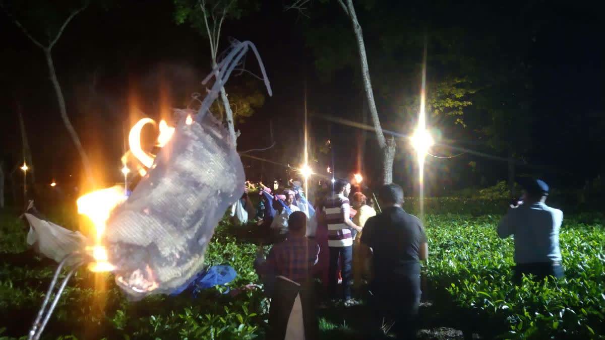 'Moonlight Tea Plucking' Shines In North Bengal's Tea Garden On Buddha ...