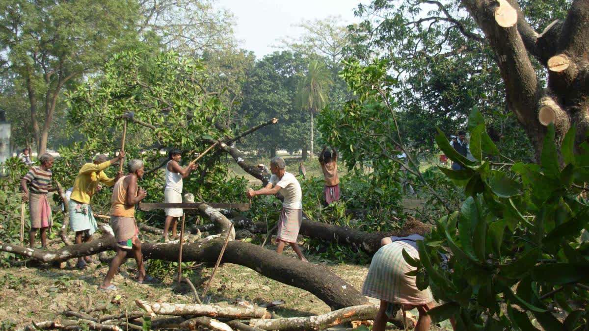 Malda Mango Orchards Are Being Cut Down Indiscriminately To Make Way ...