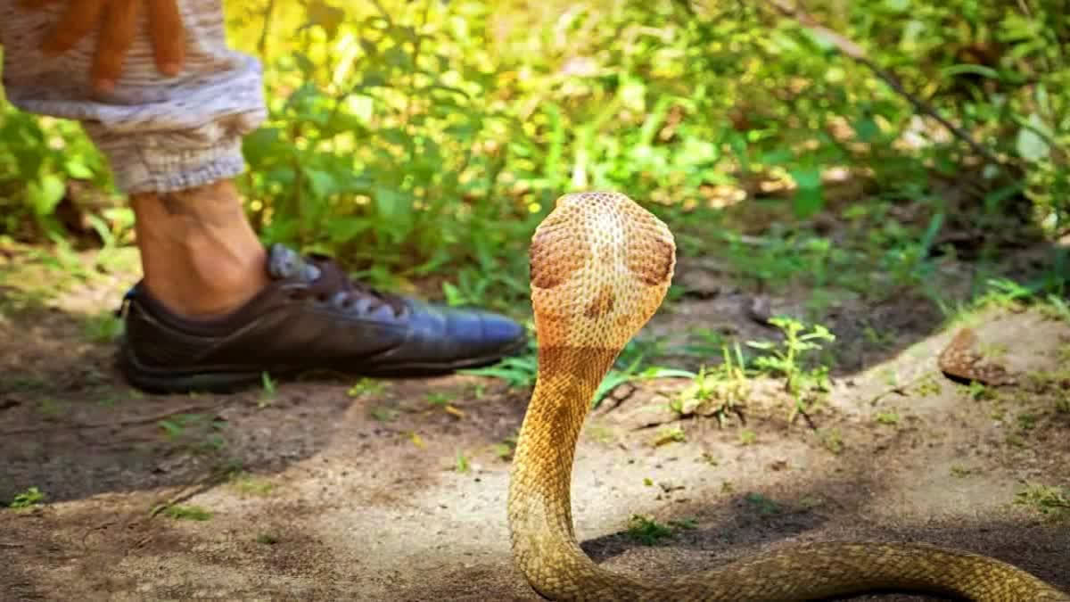 Snake Bite Deaths Rise In Palamu, Six Casualties Recorded In Last 15 Days