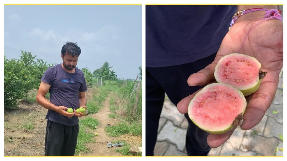 Taiwan Pink Guava Changes Fortune Of Haryana Farmer Who Reaps In Lakhs ...