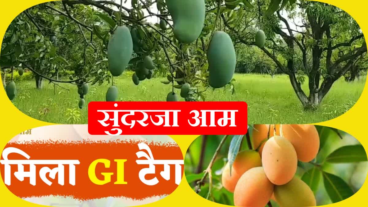 Rewa Sunderja Mango: रीवा के सुंदरजा आम को मिला GI टैग, डाक टिकट भी हो ...