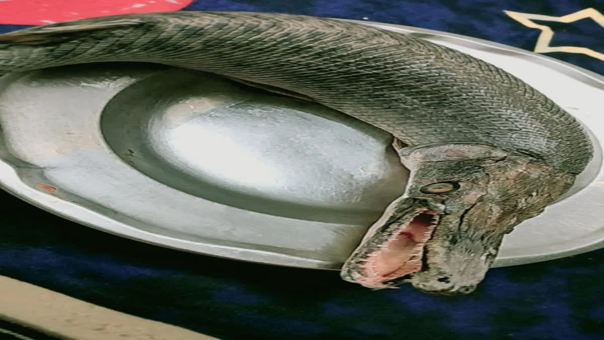 Watch: Unique 'alligator' fish finds its way from sea to Bhopal pond