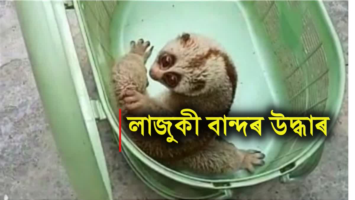 Slow loris rescued: কলিয়াবৰত দুষ্প্ৰাপ‍্য লাজুকী বান্দৰ উদ্ধাৰ