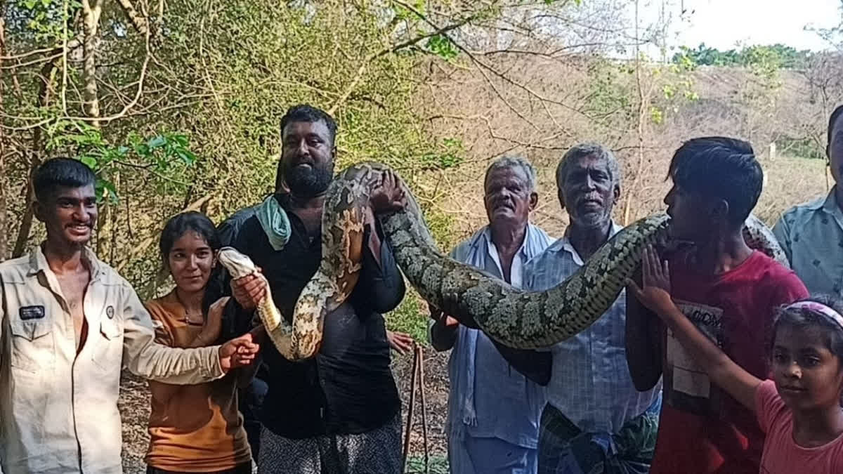 Watch: Python tries to swallow lamb, captured alive