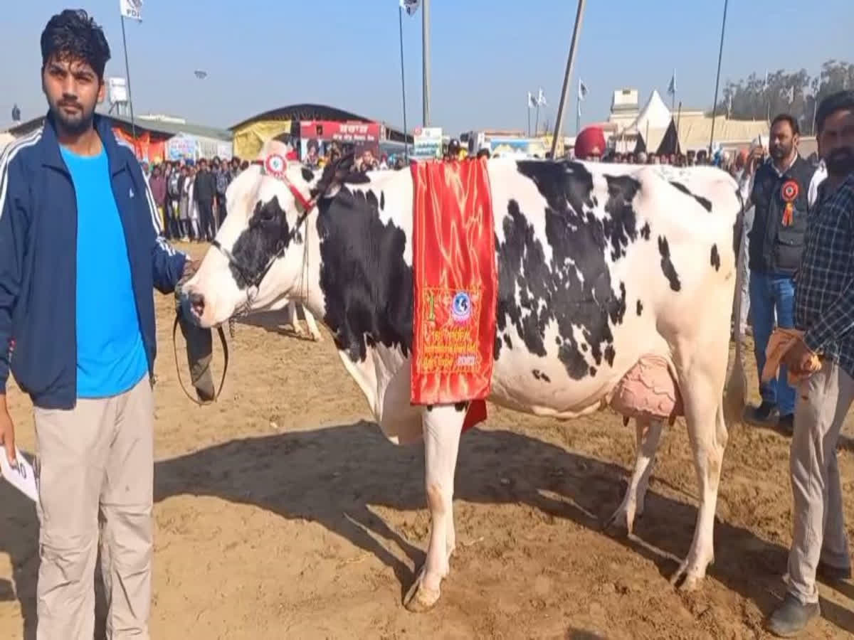 Cow from Haryana sets national record by lactating 72 kg 400 gram milk ...
