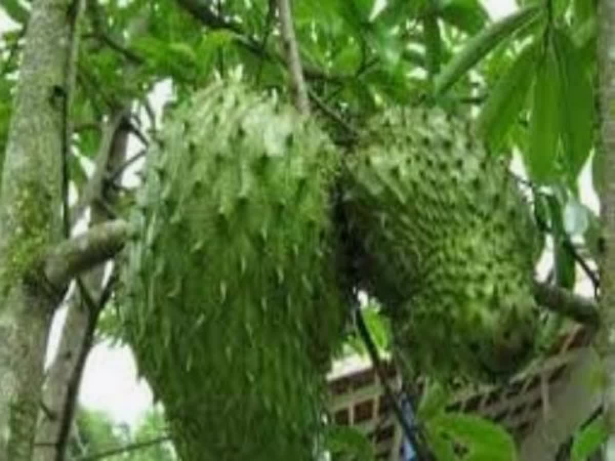 Benefits Of Hanuman Fruit: یہ کانٹے دار پھل کینسر اور ذیابیطس کو ختم ...