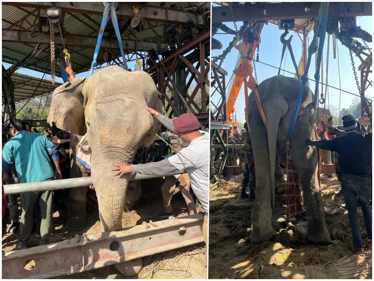 Moti Elephant: सेना के इंजीनियरों ने स्लिंग के सहारे 'मोती' को पैरों पर ...