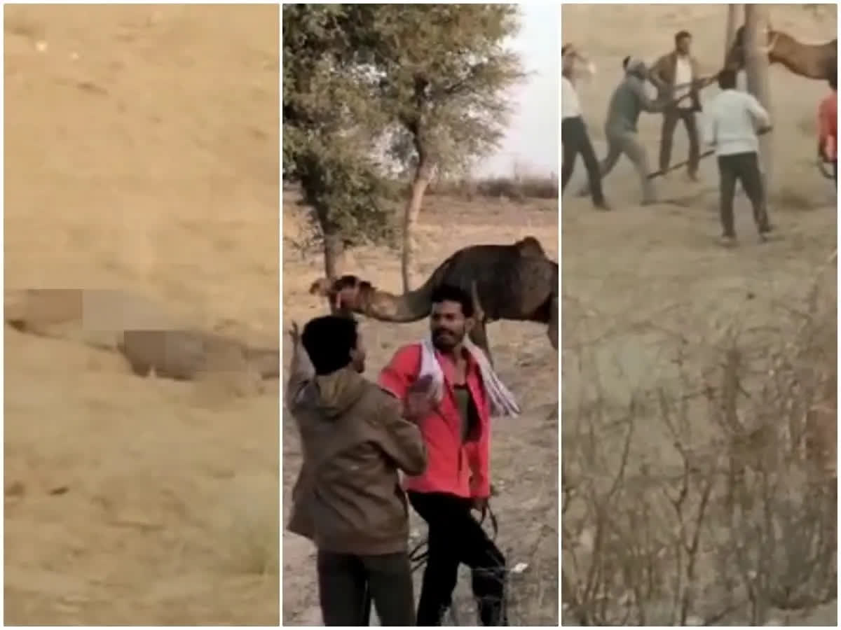 Camel beaten to death by villagers for killing owner in Rajasthan's ...