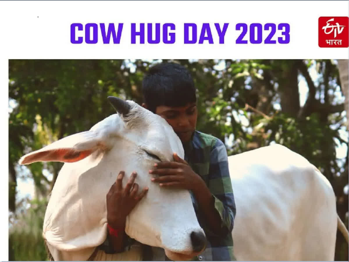 Cow Hug Day: ਸੋਸ਼ਲ ਸਾਈਟਸ 'ਤੇ ਕਰ ਰਿਹਾ ਟ੍ਰੈਂਡ, ਜਾਣੋ ਕੀ ਹੈ ਮਾਮਲਾ, know about cow hug day viral on ...