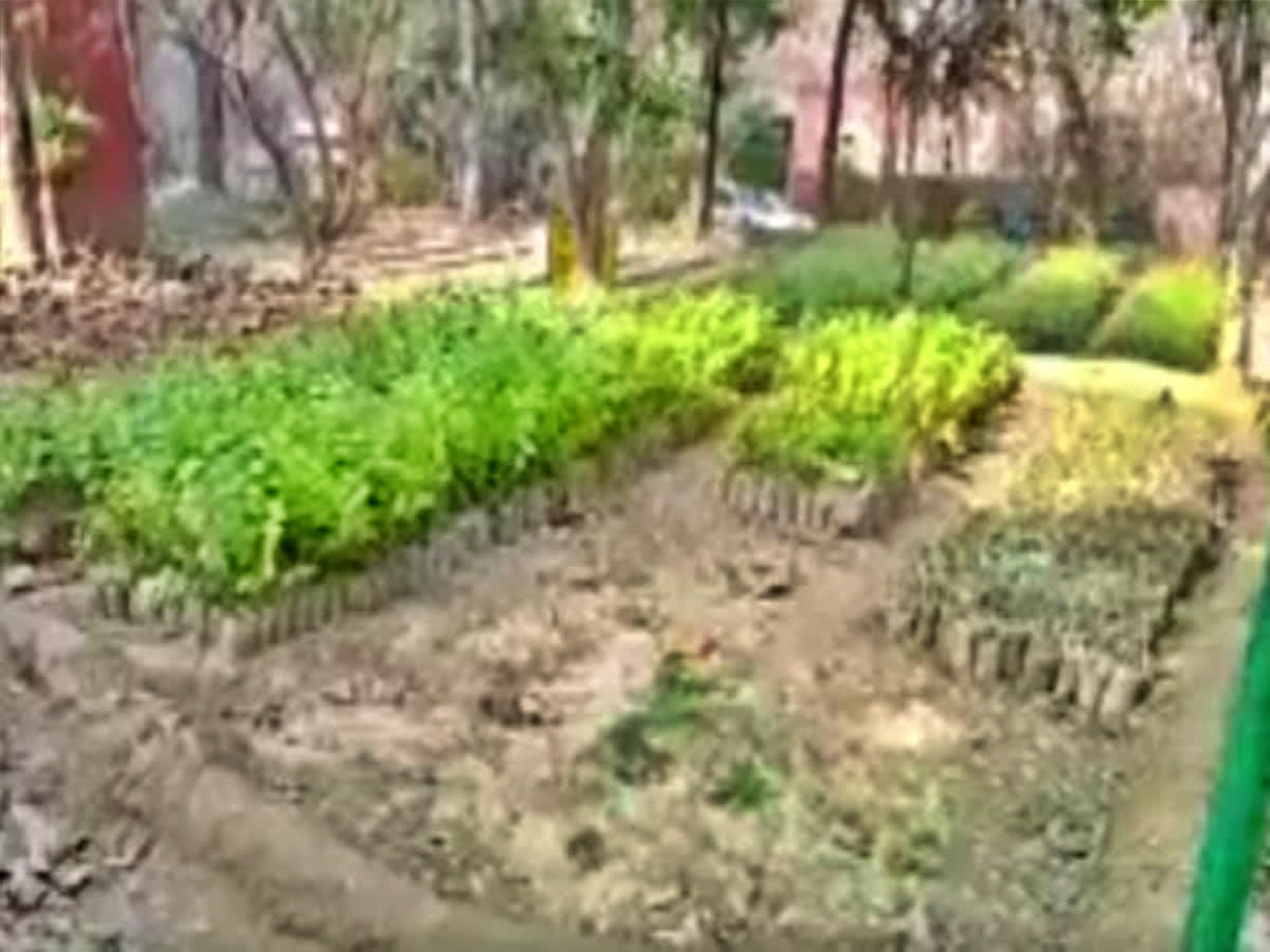 Punjab govt subsidising plantations to boost forest cover; to monitor ...