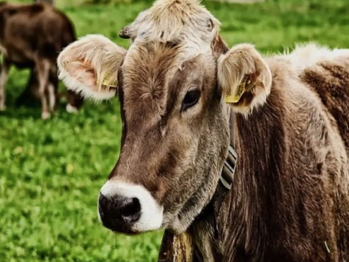 Four arrested for poisoning 45 cows to death in Karnal, four arrested ...