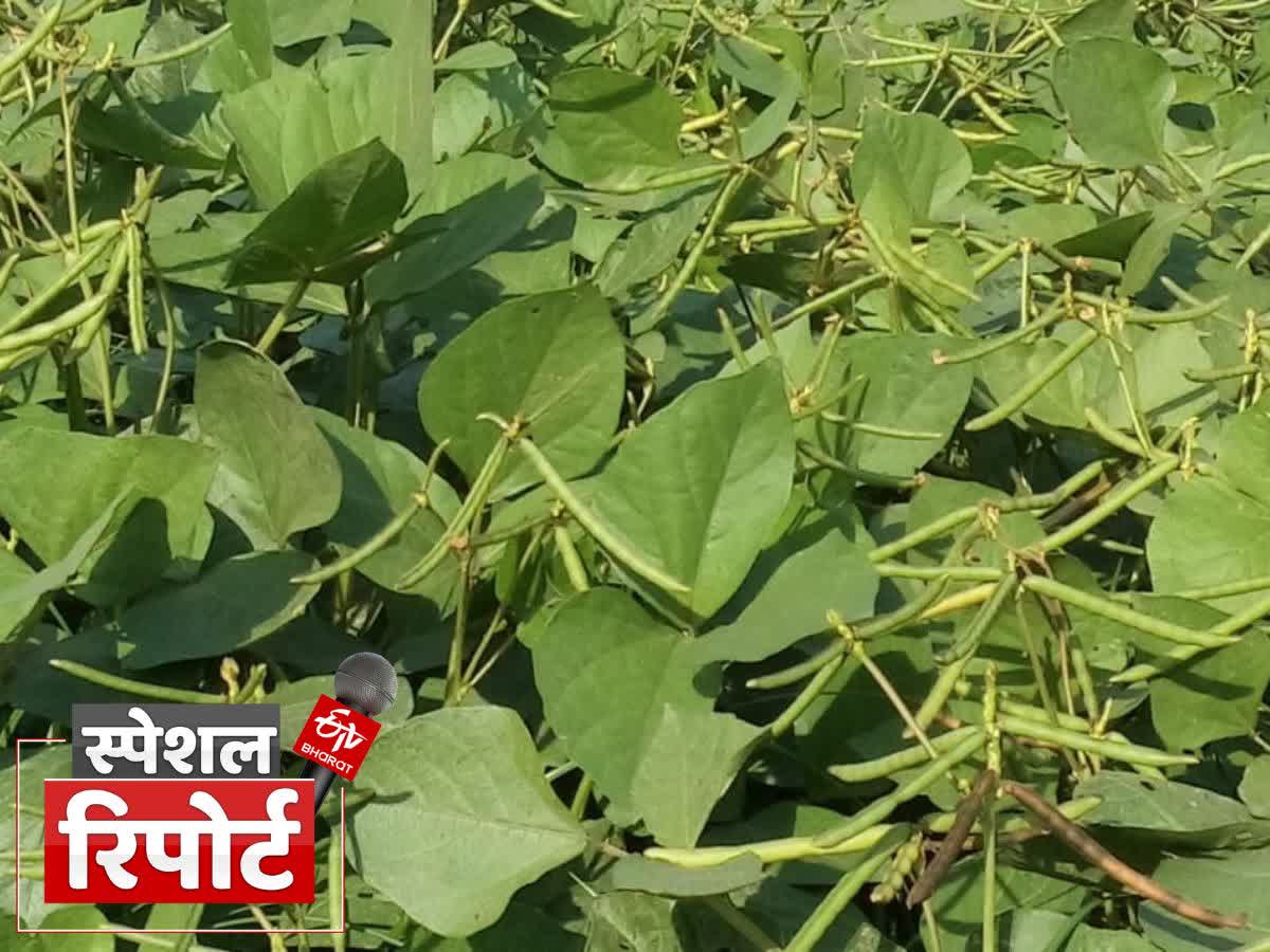 यूपी से कश्मीर तक बढ़ी श्वेता की जबर्दस्त मांग, आप भी जानें इसकी खासियत ...