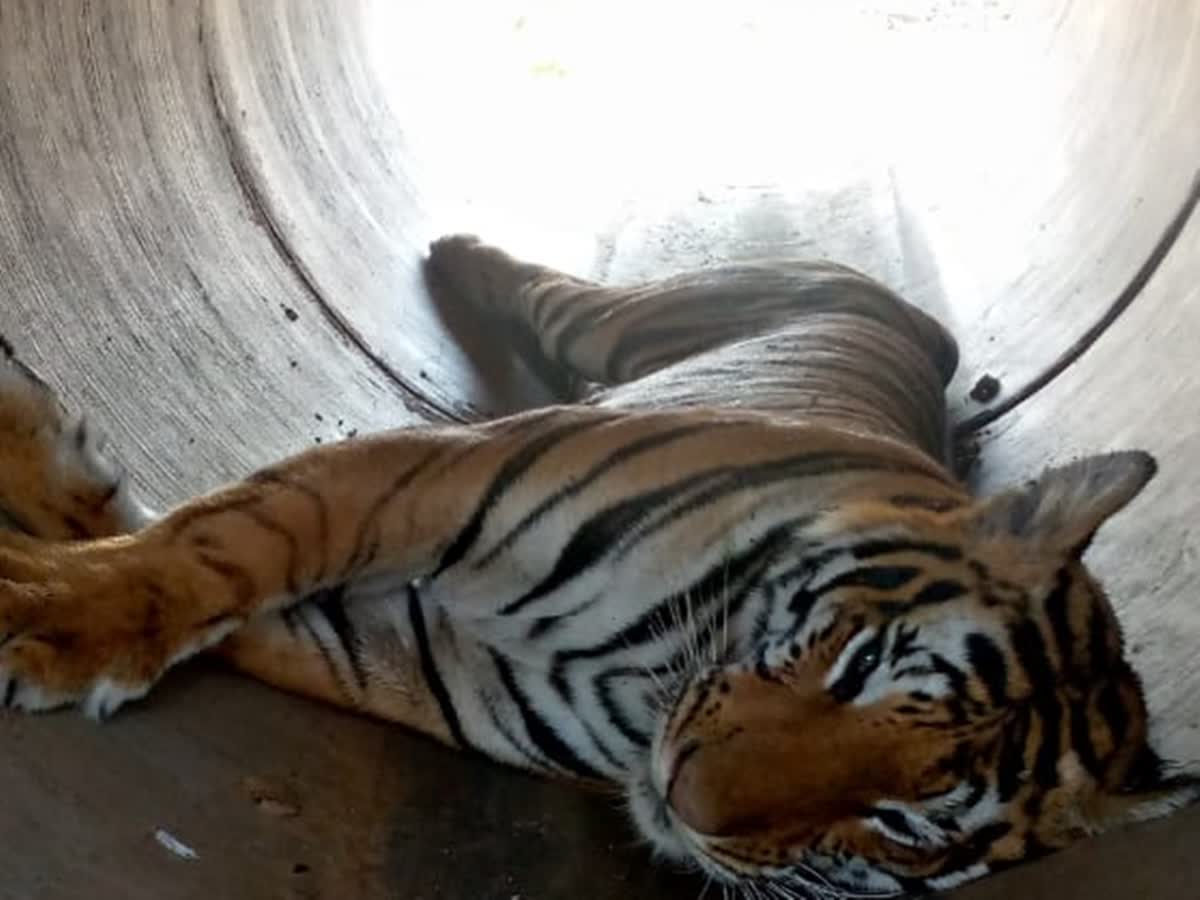 Tiger found dead in Karnataka's Tumkur, tiger-found-dead-in-karnatakas ...