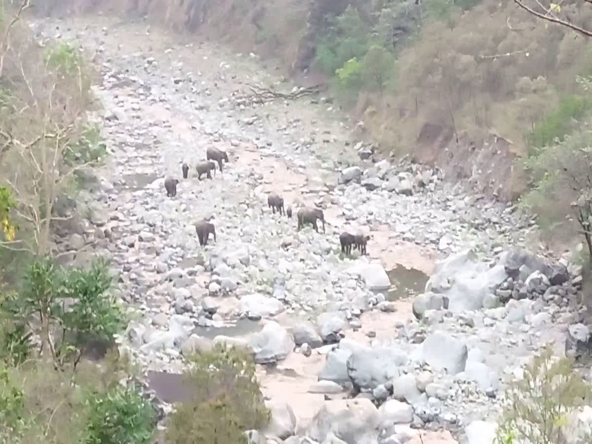 Elephant Terror: कोटद्वार में NH पर आया हाथियों का झुंड, थमी लोगों की ...