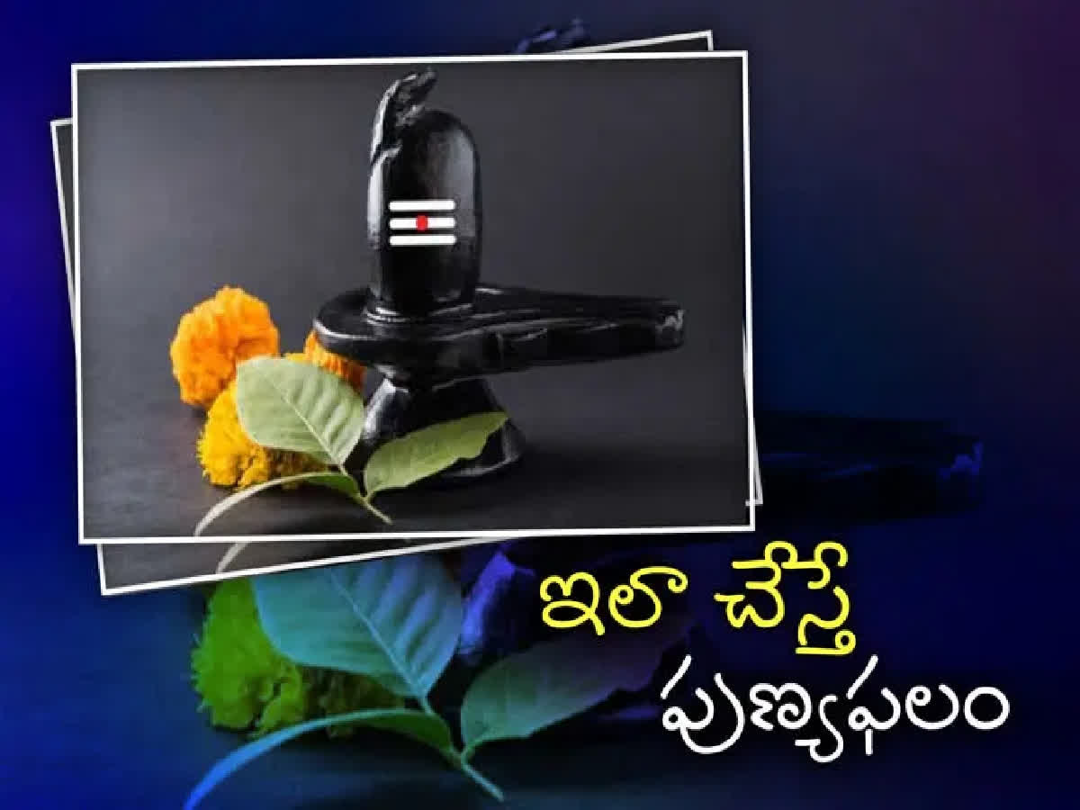మారేడు విశిష్టత ఏంటి.. మహా శివరాత్రి రోజు శివపూజ ఎలా చేయాలి, maredu ...