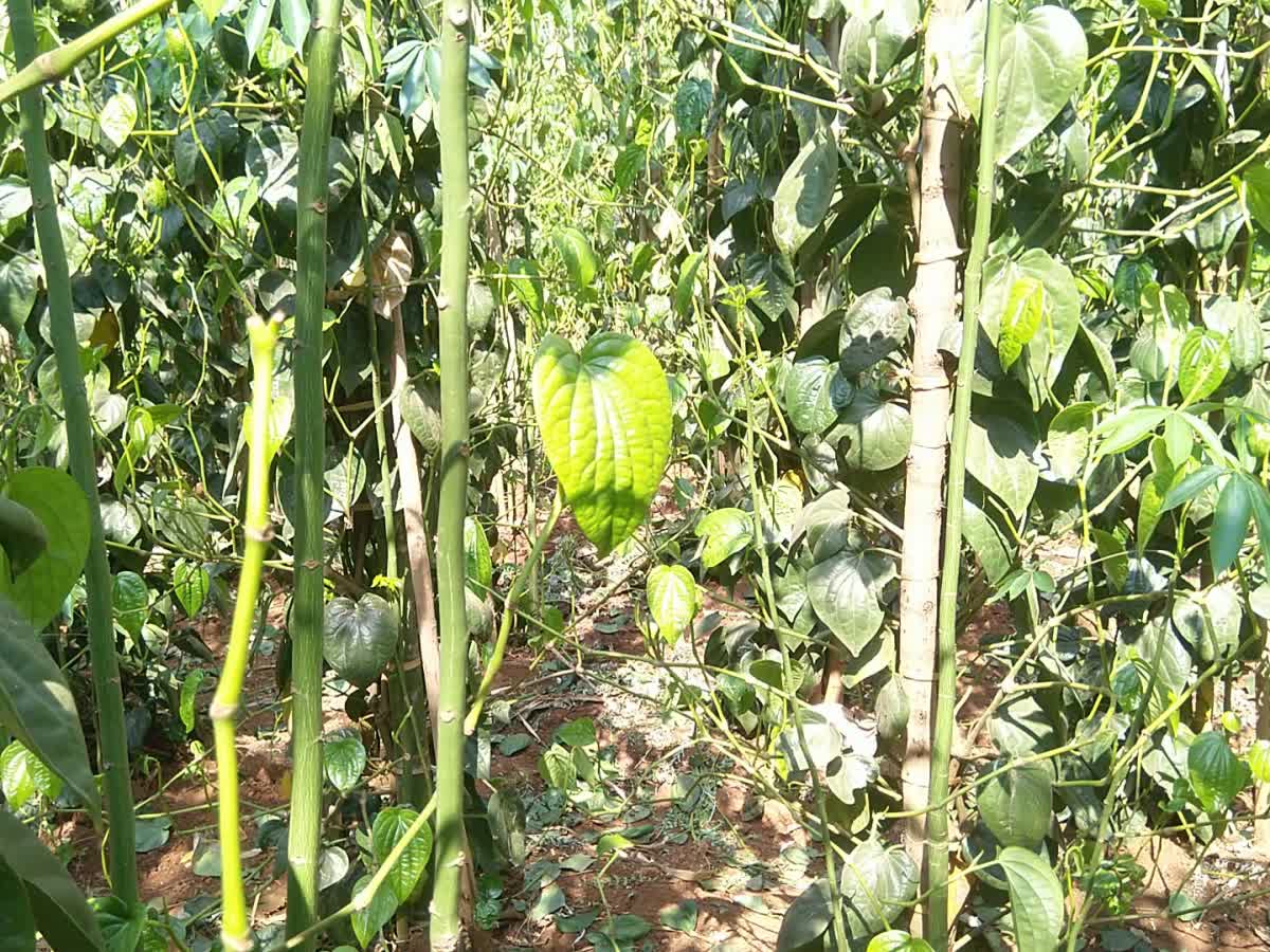 ಸವಣೂರಿನ ಸಿಹಿ ವೀಳ್ಯದೆಲೆ ಭಾರಿ ಫೇಮಸ್ .. ದೇಶ ವಿದೇಶಕ್ಕೂ ರಫ್ತು!, savanur ...