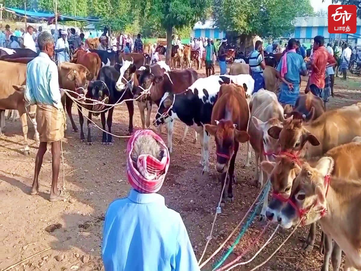புஞ்சை புளியம்பட்டி சந்தையில் ரூ.1 கோடிக்கு மாடுகள் விற்பனை!, cows sold ...