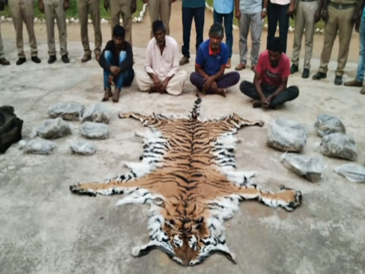 தீரன் பட பாணியில் தமிழ்நாட்டில் புலிகளை வேட்டையாடும் பவாரியா கும்பல் ...