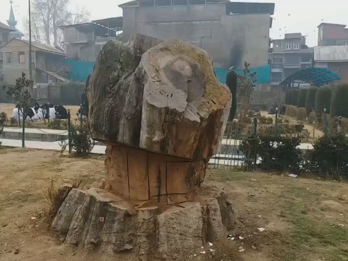 Chinar Tree کشمیر میں چنار کے درختوں کا وجود خطرے میں, heritage tree of ...