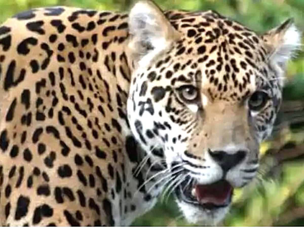 Guldar's Hunt: जहरीला मांस खिलाकर गुलदार को मारा, खाल बेचने गुजरात जाते ...