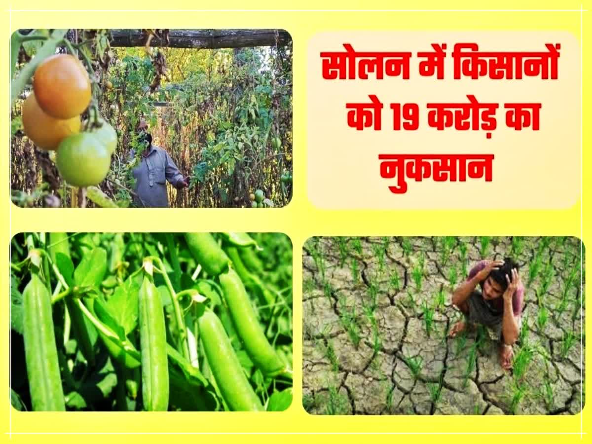 SOLAN: किसानों को नहीं मिल रहे सब्जियों के वाजिब दाम, फसलों को बेचने की ...