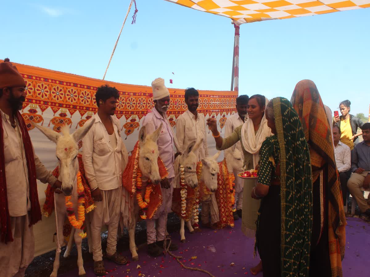 గాడిదలకు సీమంతం, బారసాల.. ప్రజల సంబరాలు.. అందుకోసమేనట!, halari donkey ...