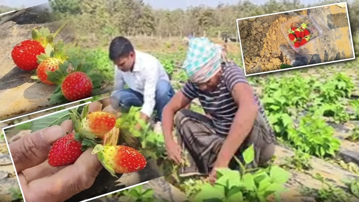 ପ୍ରଥମ ଥର ନୟାଗଡ ମାଟିରେ ଫଳିଲା ଷ୍ଟ୍ରବେରୀ, ସଫଳ କରି ଦେଖାଇଲେ ଅବସରପ୍ରାପ୍ତ ...