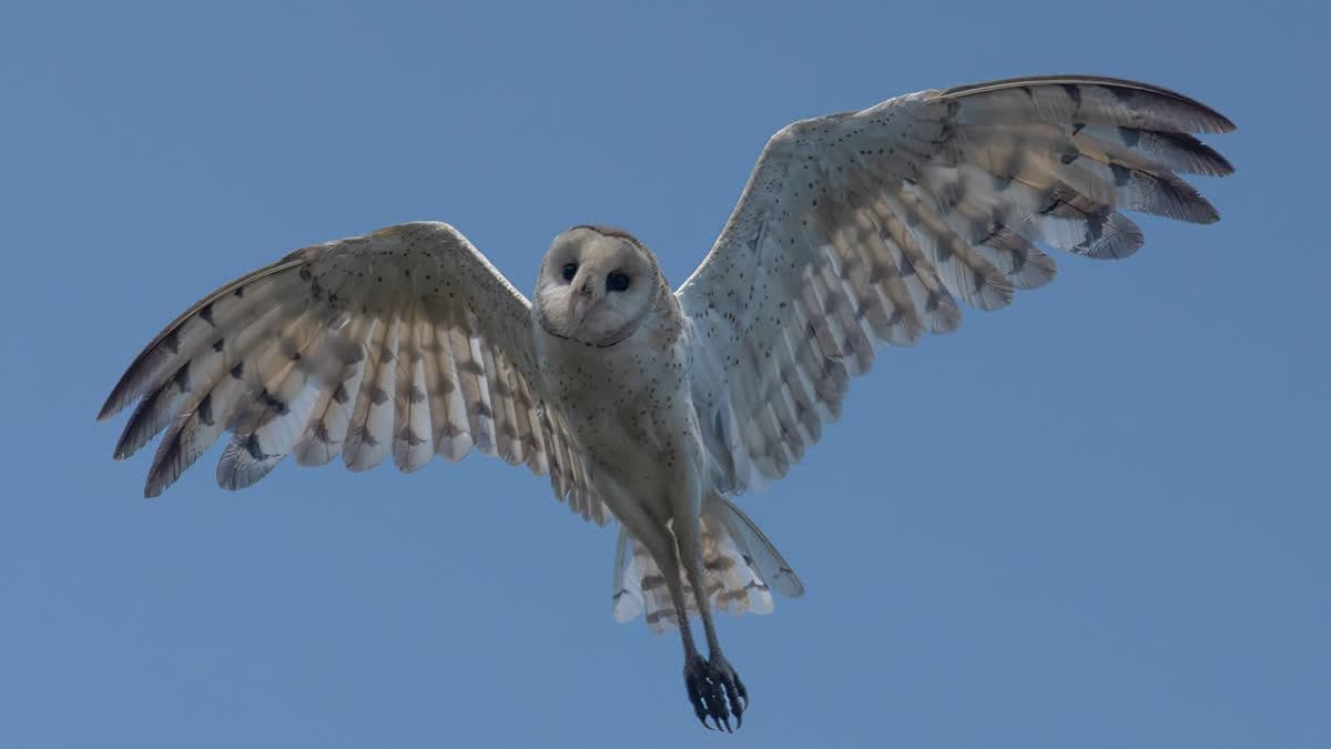 Australasian Grass Owls Return To Bengal After Nearly Five Decades ...