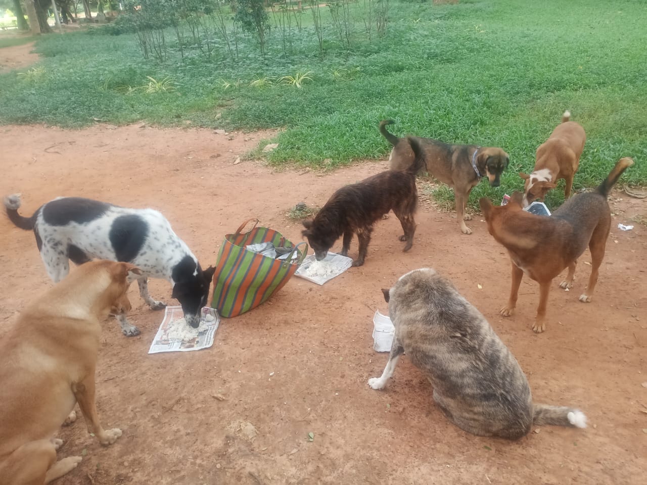 BBMP's Chicken-Rice Scheme For Stray Dogs Faces Flak, Raises Questions ...