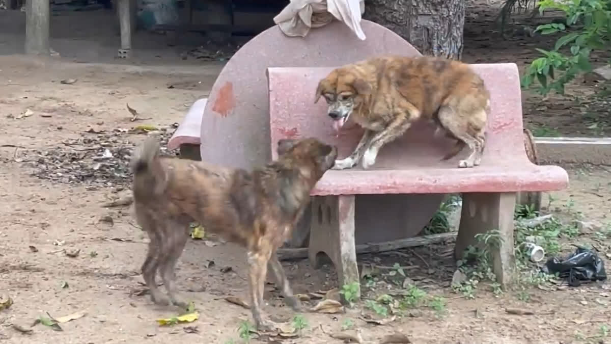 Students Voice Safety Fears After Stray Dog Attack