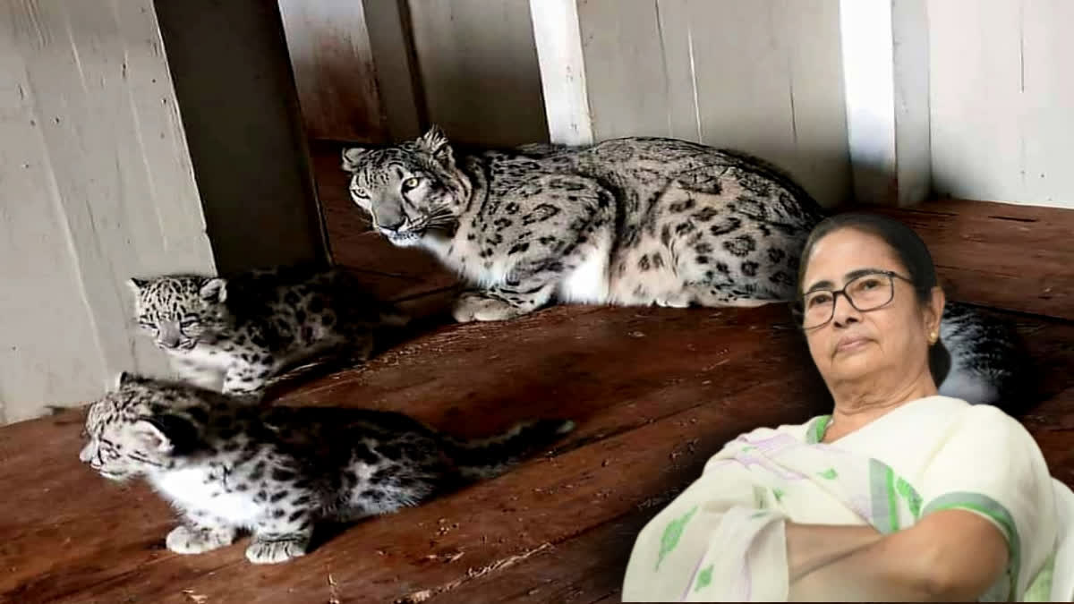 They Are 'Charming' And 'Darling': Mamata Names Two Snow Leopards In ...