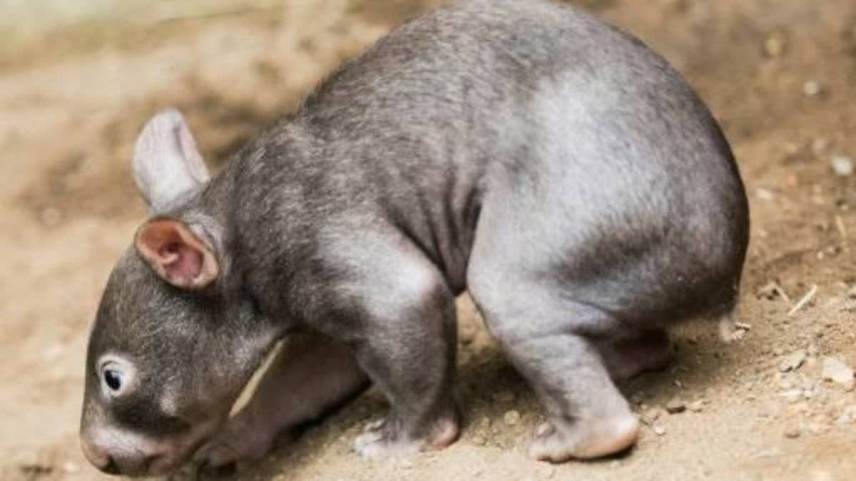 Australians Welcome Departure Of Baby Wombat Grabber