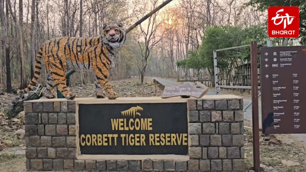 Radio Collars To Be Fitted On Tigers At Uttarakhand's Corbett Tiger ...