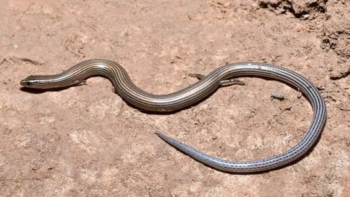 Rare Skink Species 'Deccan Gracilis' Discovered In Seshachalam Forest