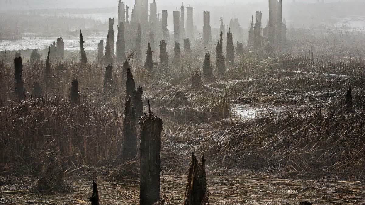 The Great Dying Event Of The Permian Epoch: A Message For The Present ...