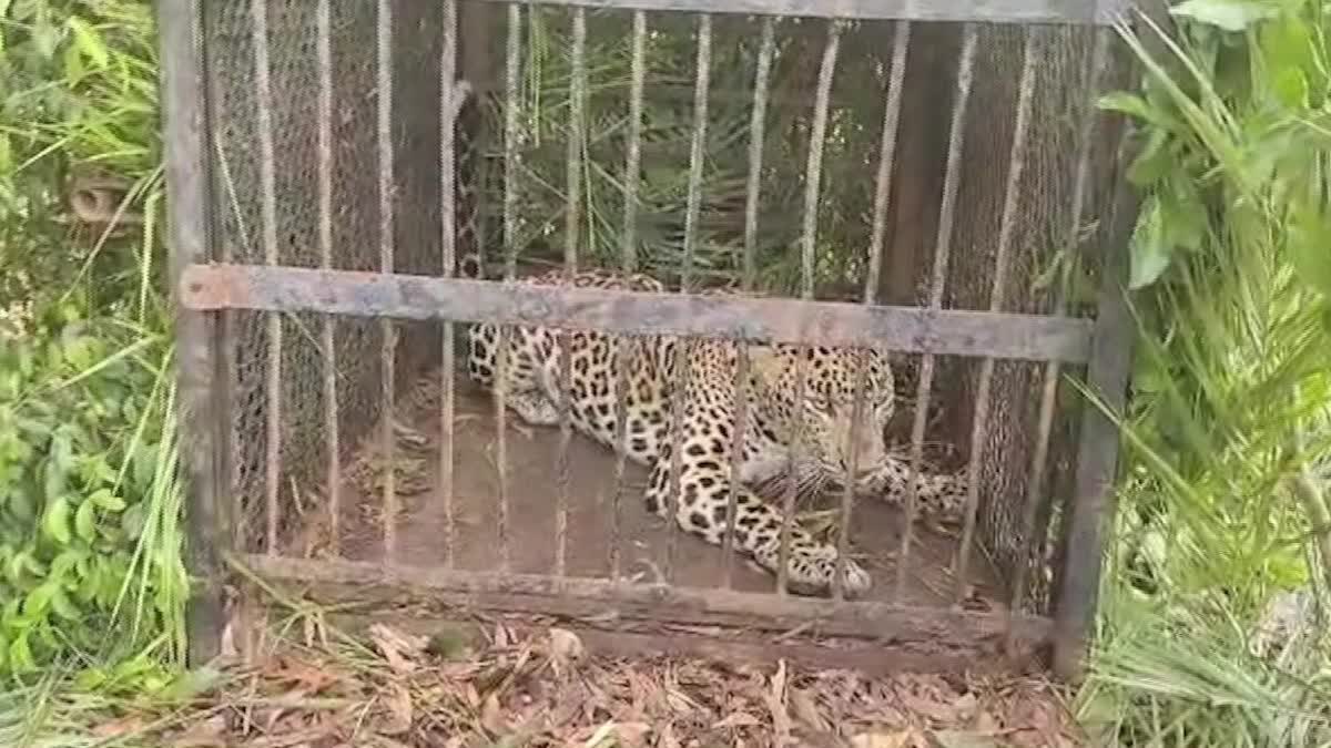 Leopard Trapped in Cage at Tirumala: తిరుమలలో బోనులో చిక్కిన్న చిరుత ...