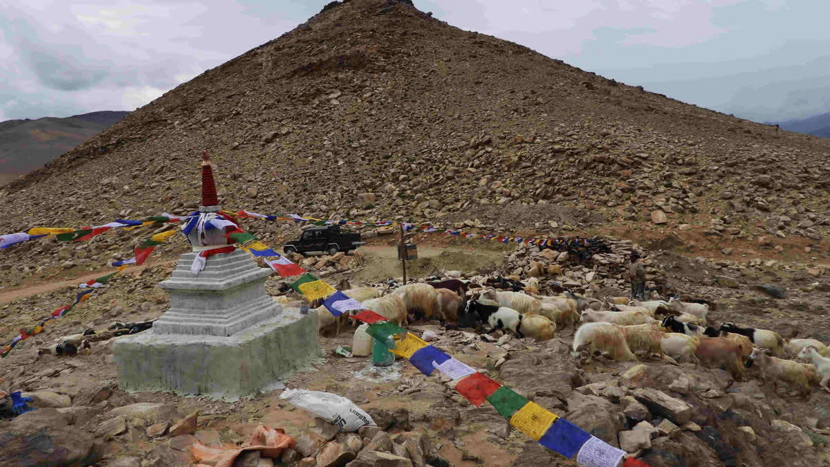 From Wolf Traps To Stupas: Ladakh’s Journey Of Forgiveness Through Shandong