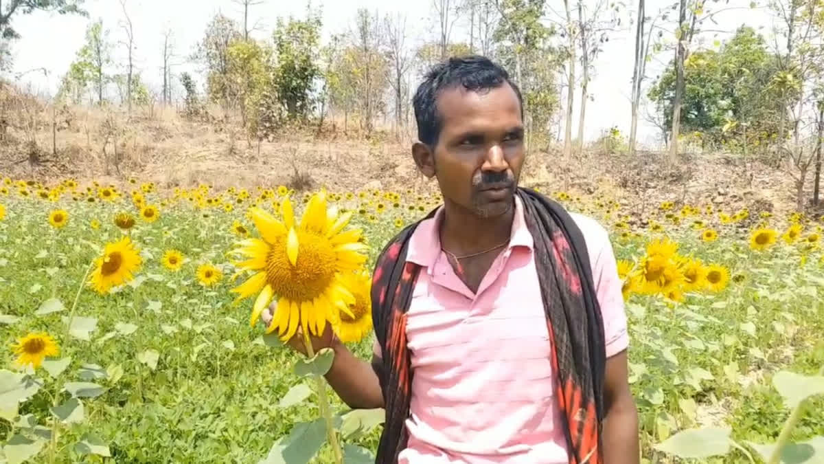 A Sky With A Thousand Suns: When A Chhattisgarh Tribal Farmer Grew ...