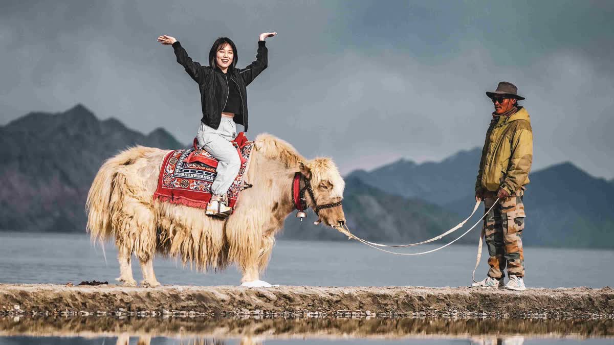 The Fading Tradition Of Yak Herding: The Story Of A Ladakhi Rearer