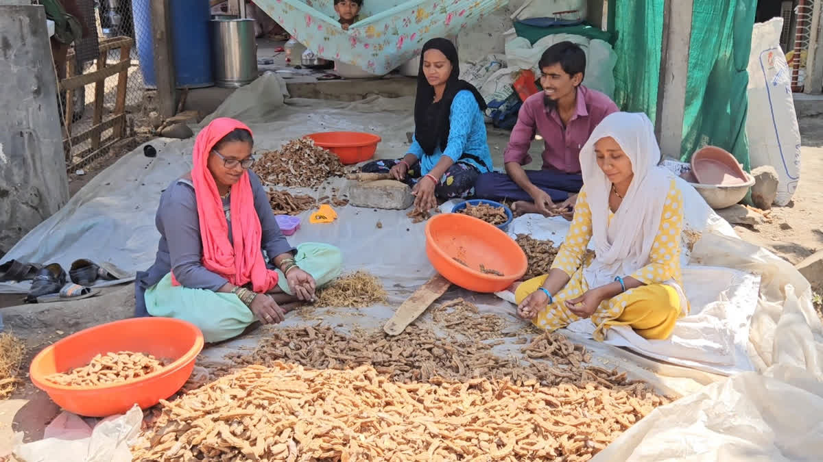 Tamarind Turns To Gold: How ‘Ambat Chinch’ Powers The Economy Of A ...