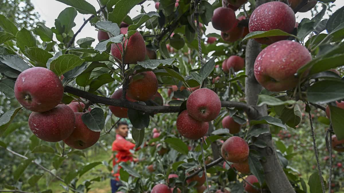 'Insult To Injury': Hailstorm-hit Apple Farmers In Kashmir Given Rs ...