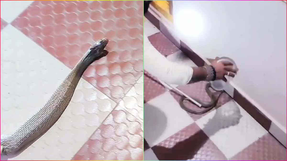 ఎరక్కపోయి మింగింది - ఇరుక్కుపోయింది - snake swallowed frog