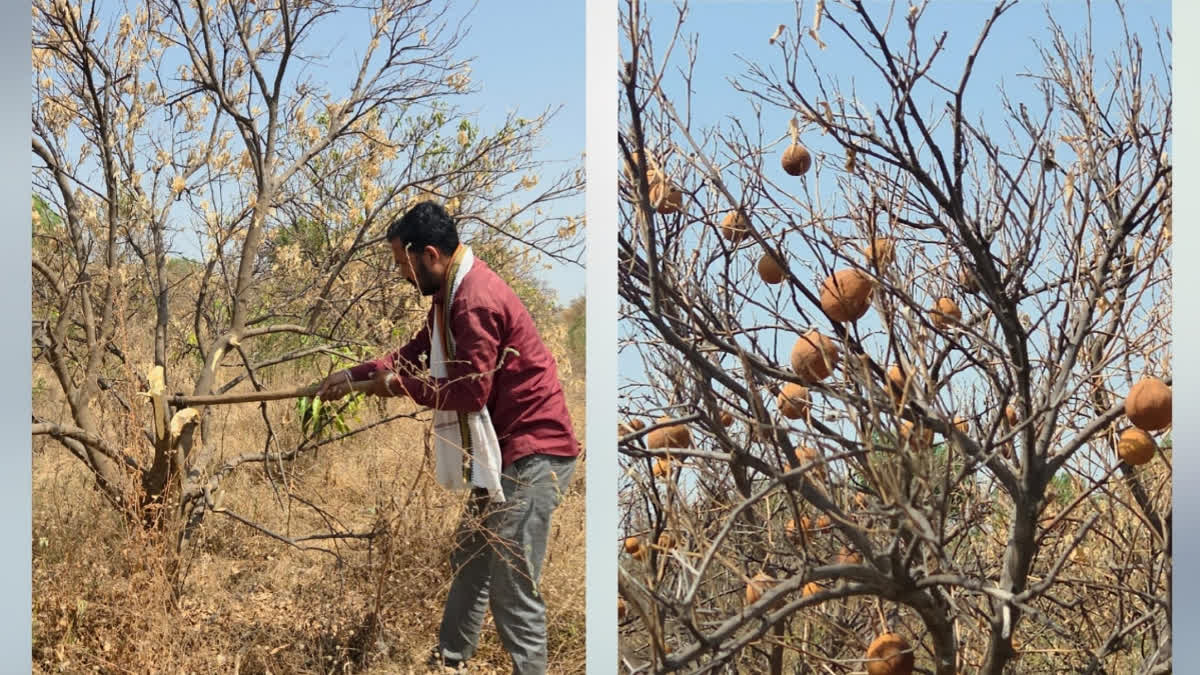 Water Scarcity Pushes Farmers To Destroy Sweet Lime Trees In ...