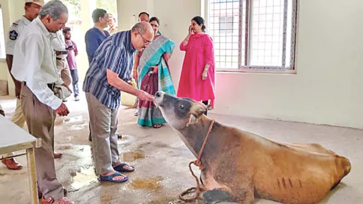 Injured Cow, Caring Judge: Justice Ramakrishna Prasad Of AP High Court ...