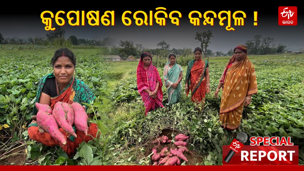 କୁପୋଷଣ ଦୂର କରିବ କନ୍ଦମୂଳ ! ଜୁଆଙ୍ଗ ମହିଳାଙ୍କ ସୁଇଟ ପଟାଟୋ ଚାଷ