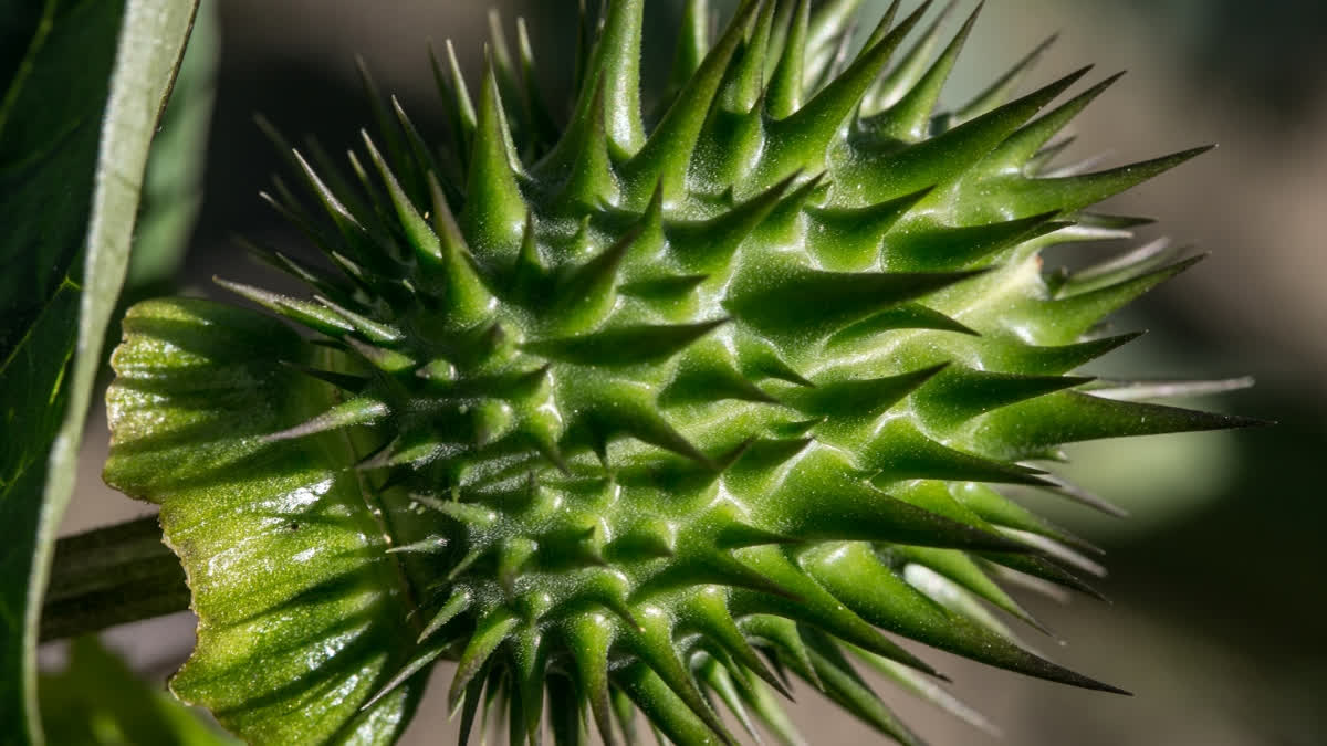 5 Weirdest Fruits That Will Make You Cringe But Taste Delicious And One ...