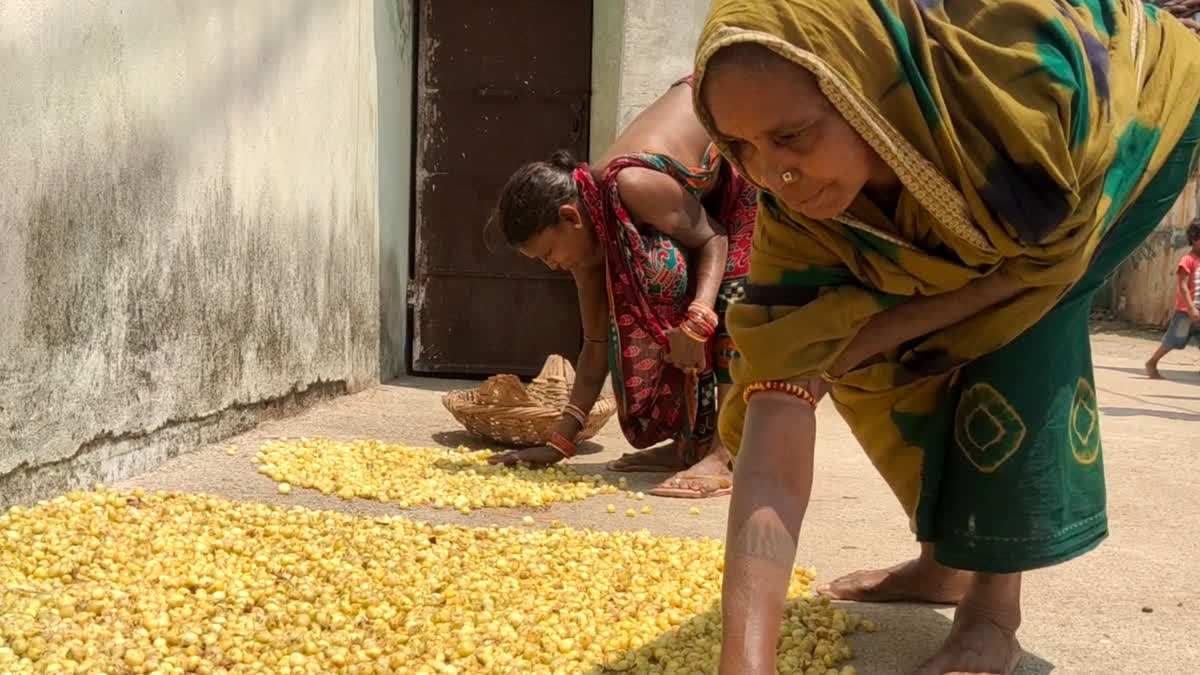 'Mahula' Matters: Tribal Women In Balangir Toil For Sweet Harvest, Cry ...