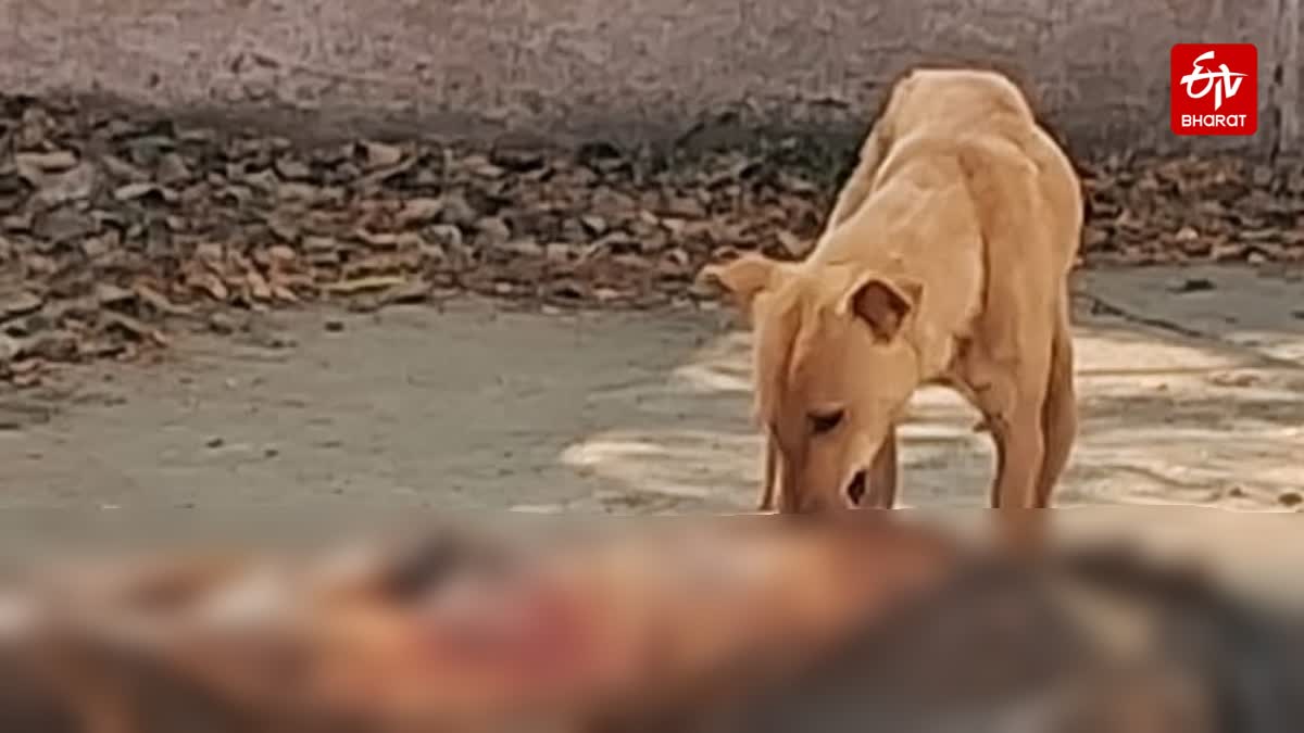Dog Eats Body Outside Postmortem House In Uttar Pradesh's Badaun, Probe ...